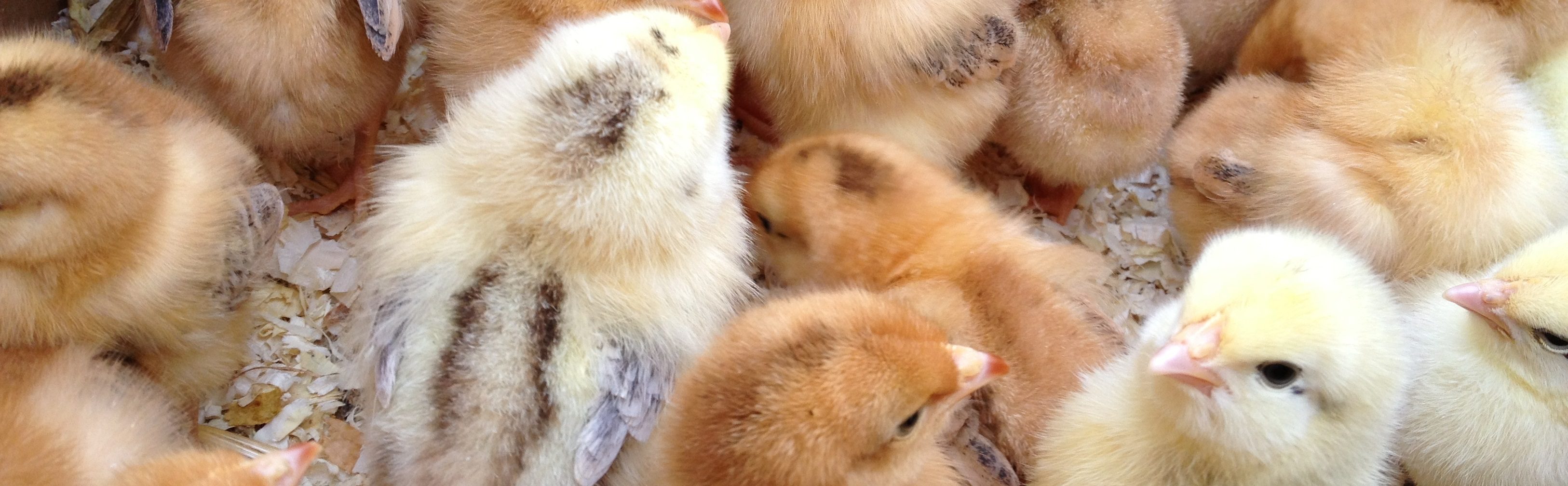 VENDITA STRAORDINARIA PULCINI | Consorzio Agrario Parma